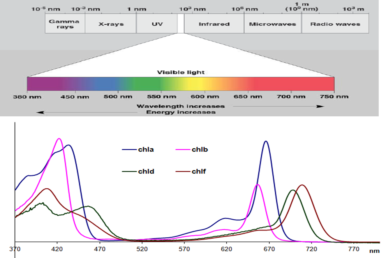 1 2 2 Chlorophyll Absorption And Photosynthetic Action Spectra 1 2 2 Chlorophyll Absorption And Photosynthetic Action Spectra